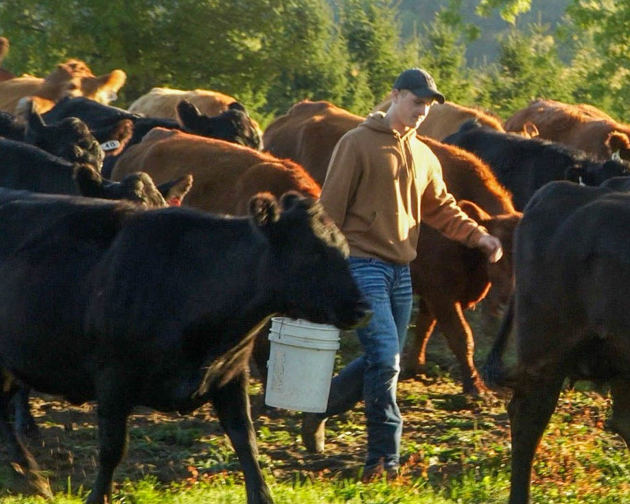 F1 American Wagyu Ribeye Steak - Hall of Fame Beef, LLC